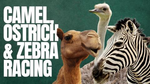 Camel, Ostrich, & Zebra Races at Sam Houston Race Park | Houston Area ...